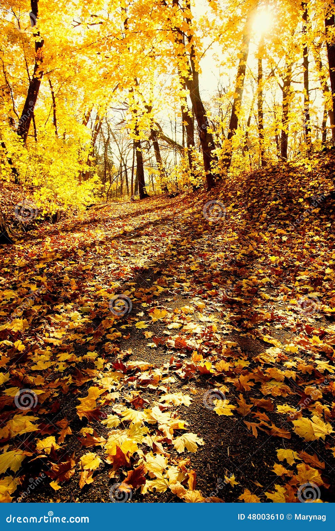 Golden autumn stock photo. Image of brown, golden, nature - 48003610