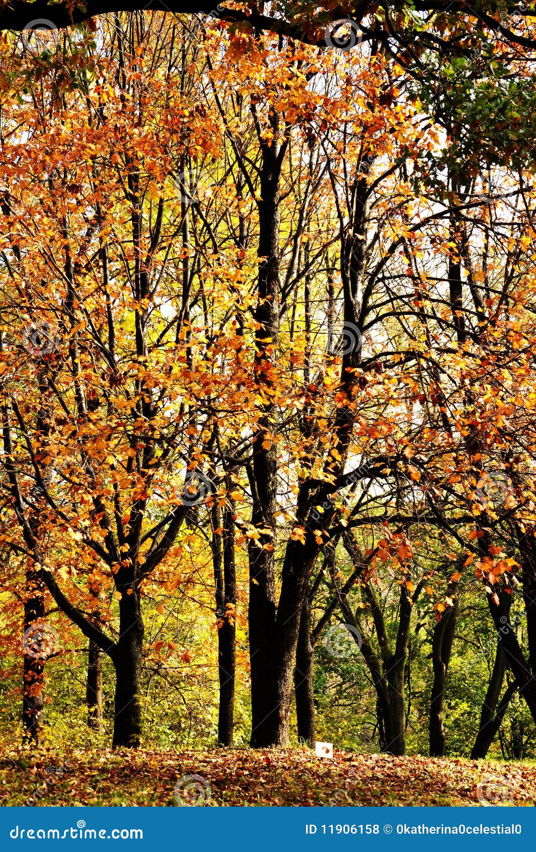 Golden autumn forest stock photo. Image of land, autumn - 11906158