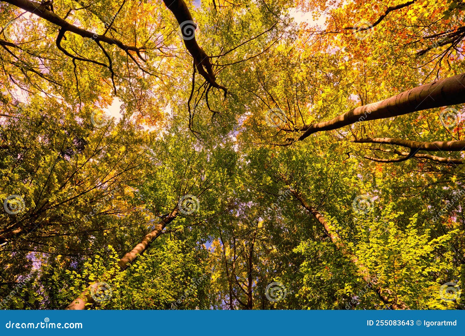 Golden Autumn forest stock image. Image of yellow, forest - 255083643