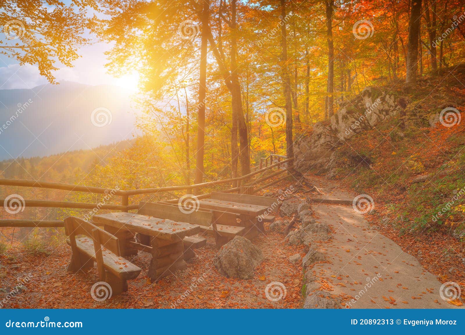 Golden Autumn Forest in Sun Rays Stock Image - Image of foliage, lush ...