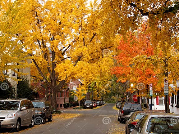 Golden Autumn in Georgetown Stock Image - Image of leaves, street: 7026549