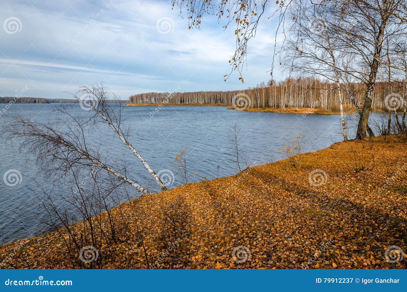 Golden autumn landscape stock image. Image of foliage - 79912237