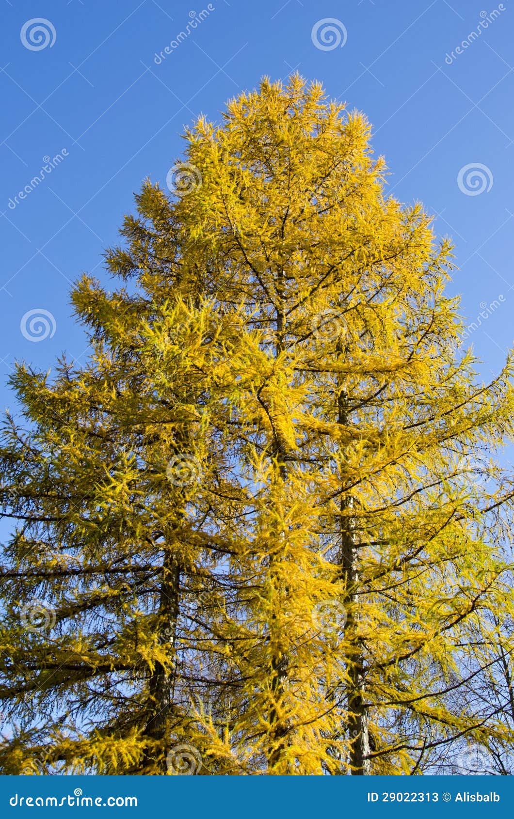 Golden autumn larch tree stock image. Image of conifer - 29022313