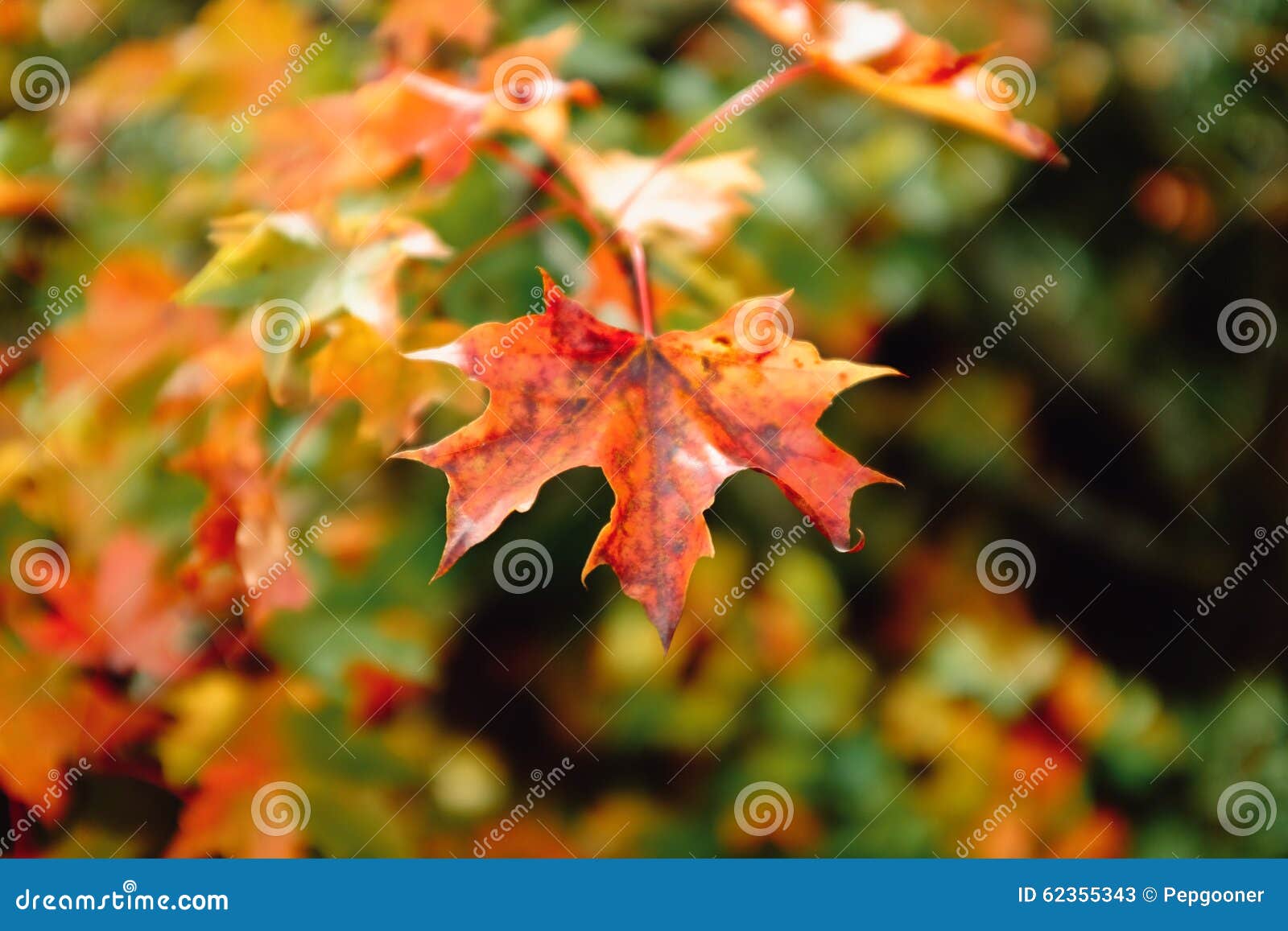 Golden Autumn Leaf - Fall Background Stock Image - Image of green, leaf ...