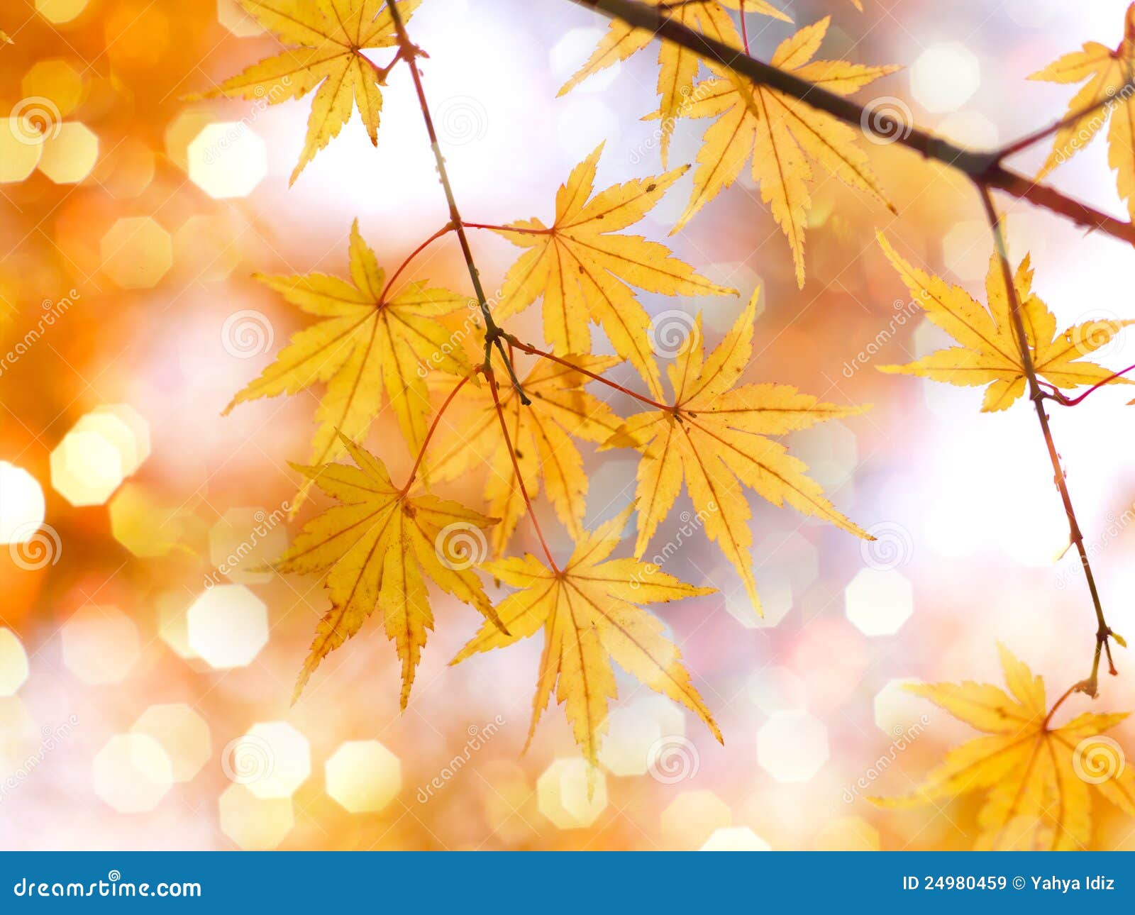 Golden Autumn leaves stock image. Image of branch, close - 24980459