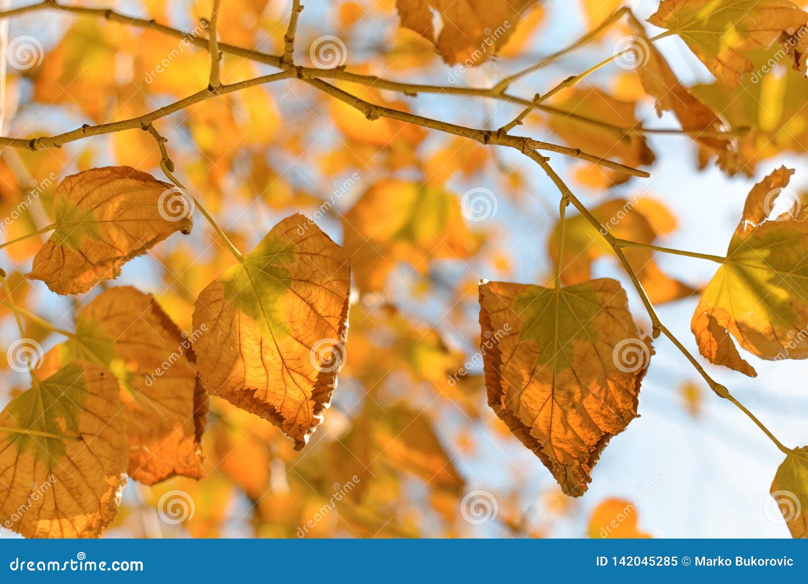 Golden Autumn Leaves Against Blue Sky Stock Image - Image of foliage ...