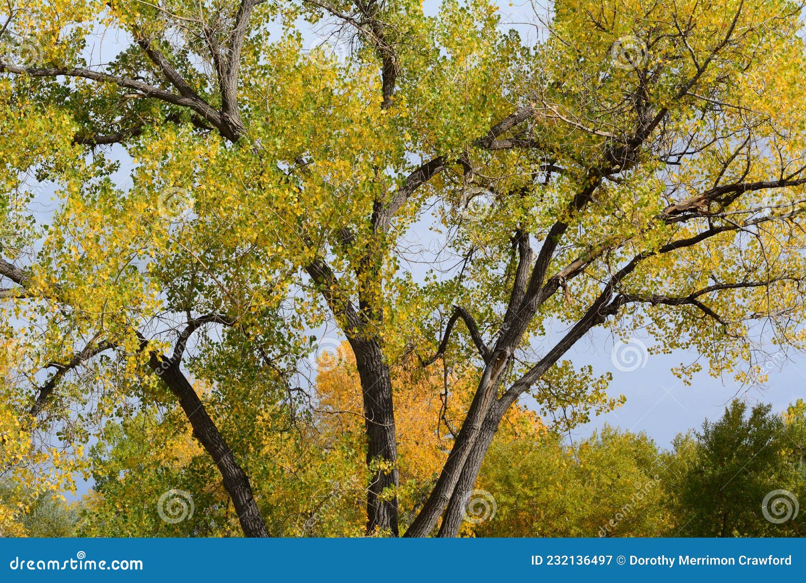 Golden Ash Fraxinus Excelsior Jaspidea Seeds Keys Stock Photography ...