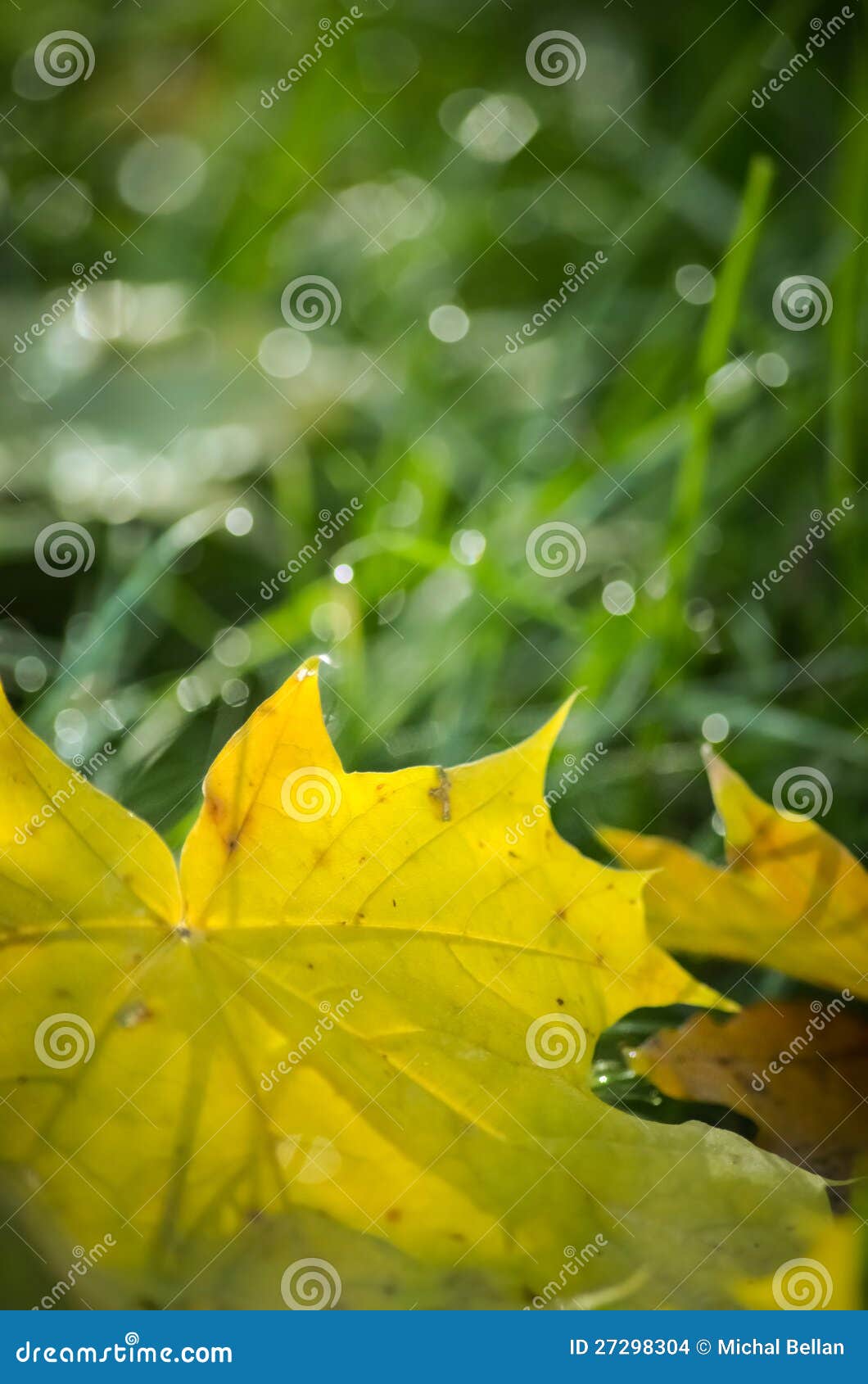 Golden Autumn Leaves Background Stock Photo - Image of color, november ...