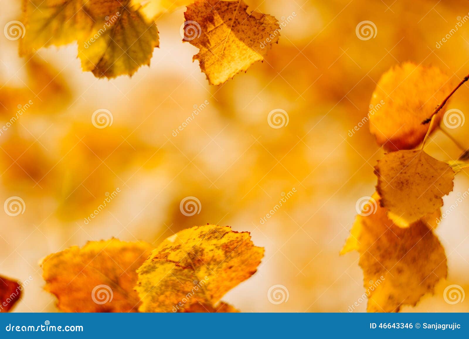 Golden Autumn Leaves Background on the Tree Stock Photo - Image of ...