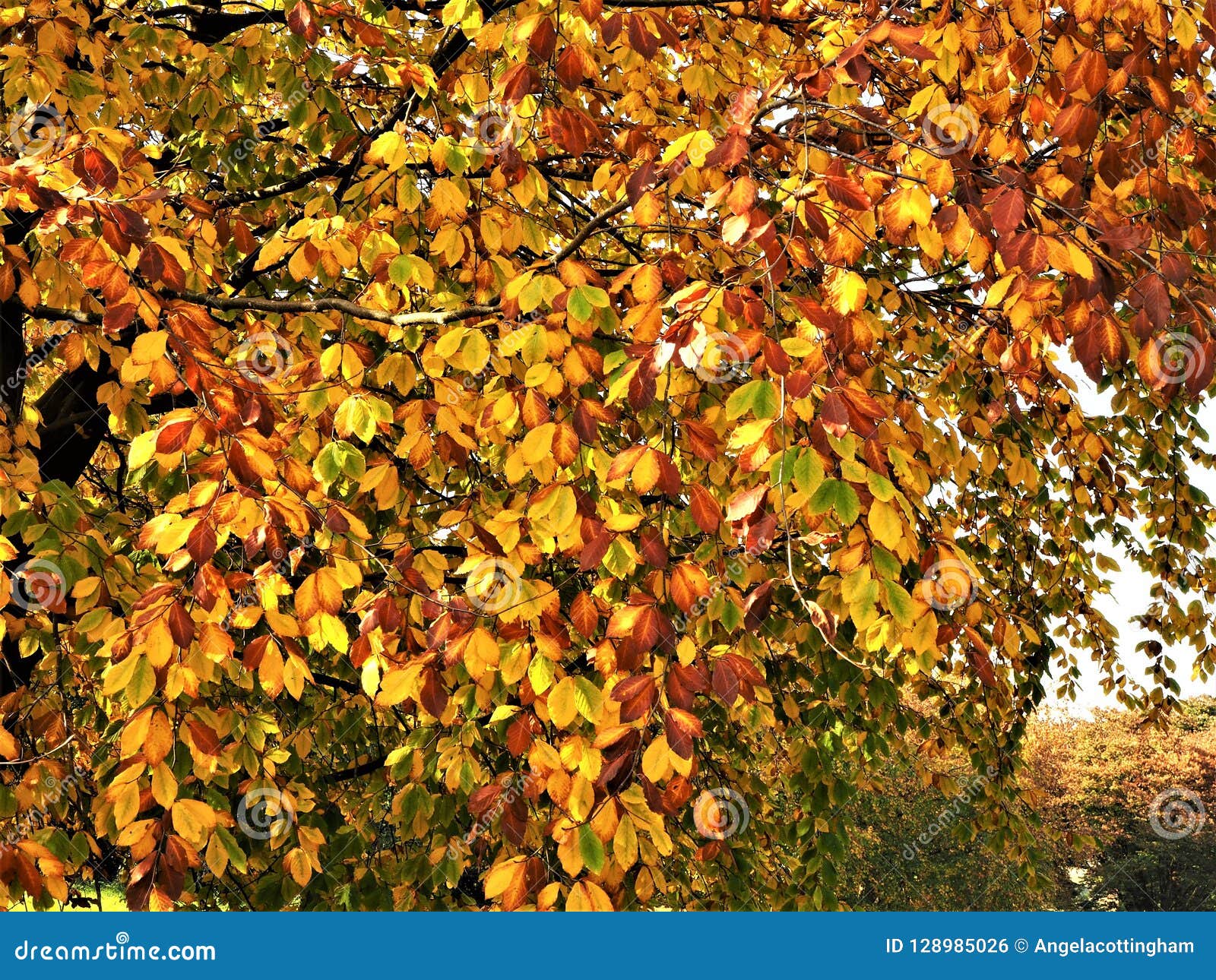 Golden Autumn Leaves on a Beech Tree Stock Photo - Image of colour ...