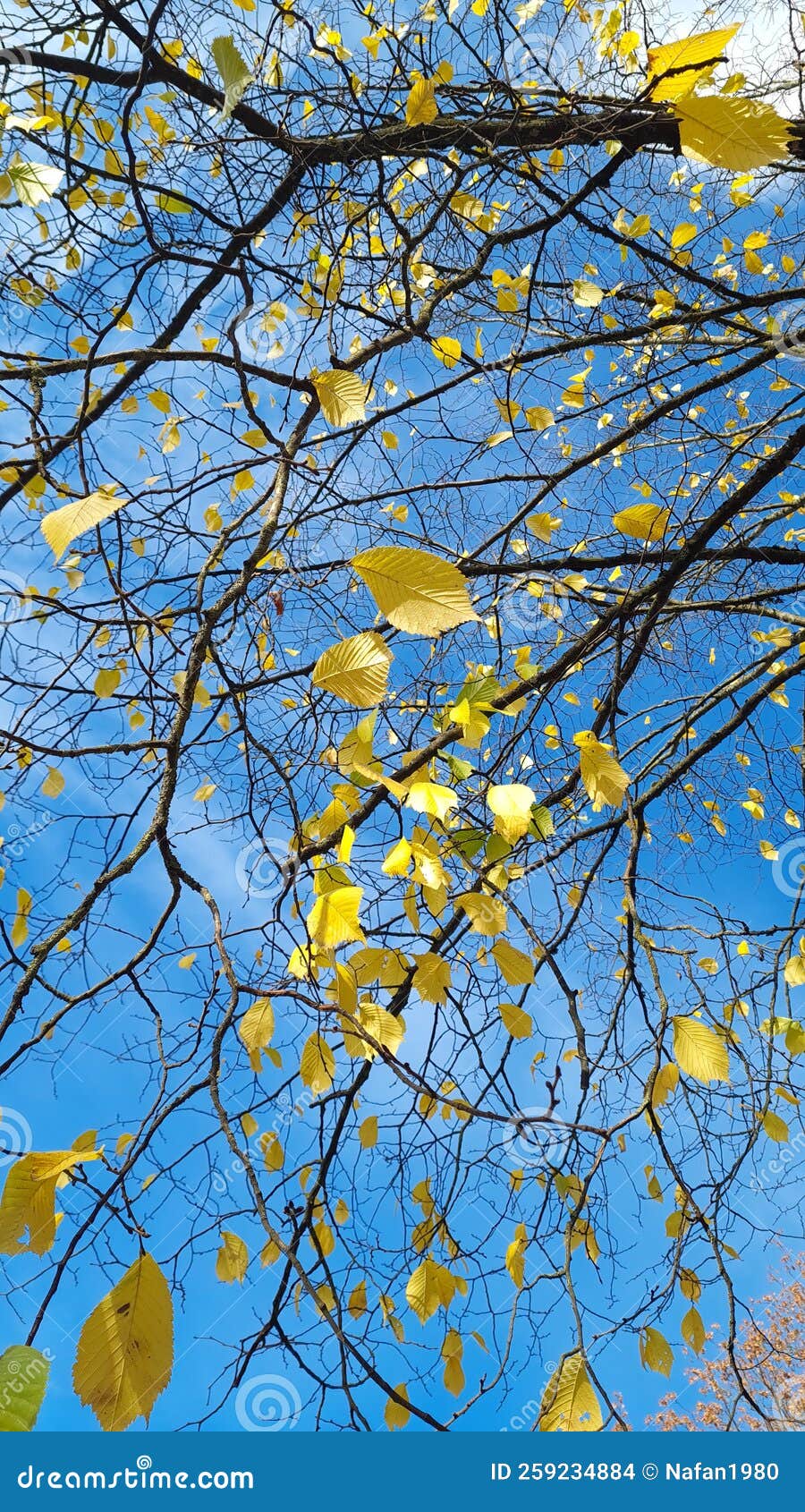 Golden Autumn Leaves on Blue Sky Background Stock Photo - Image of ...