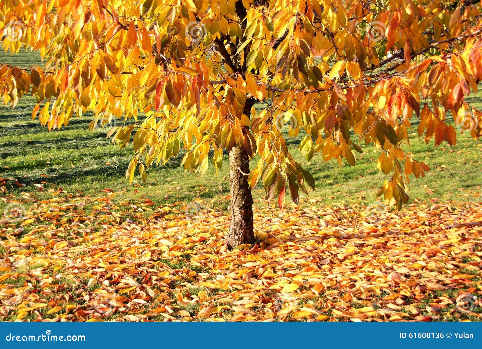Golden Autumn stock photo. Image of natural, field, cherry - 61600136