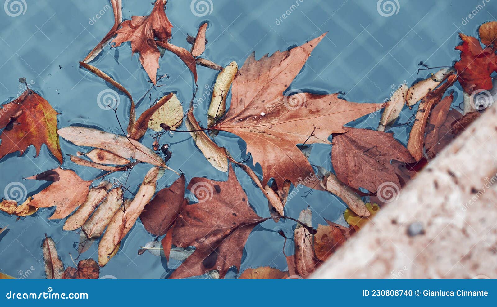 Golden Autumn Maple Leaf Lying in a Pool -abstract Background Stock ...