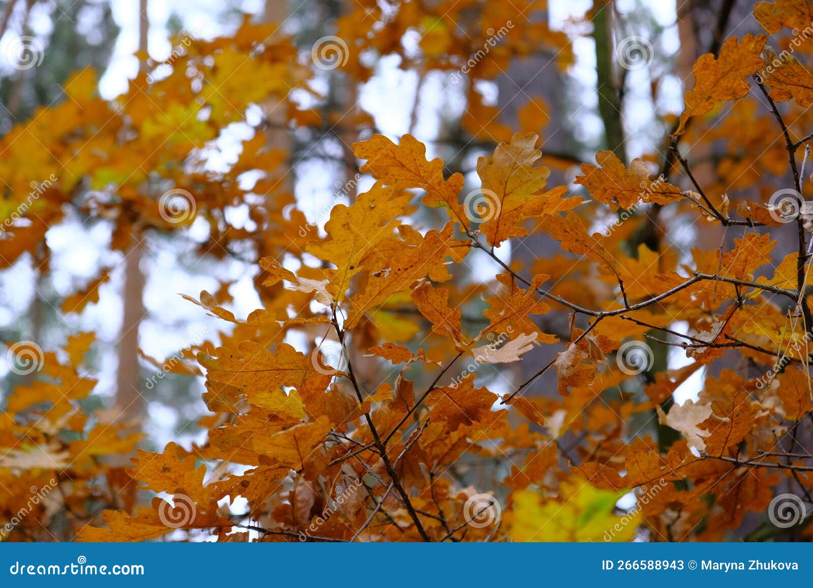 Golden Autumn Maple Leaves Full Screen. Yellow Splash of Branches Stock ...