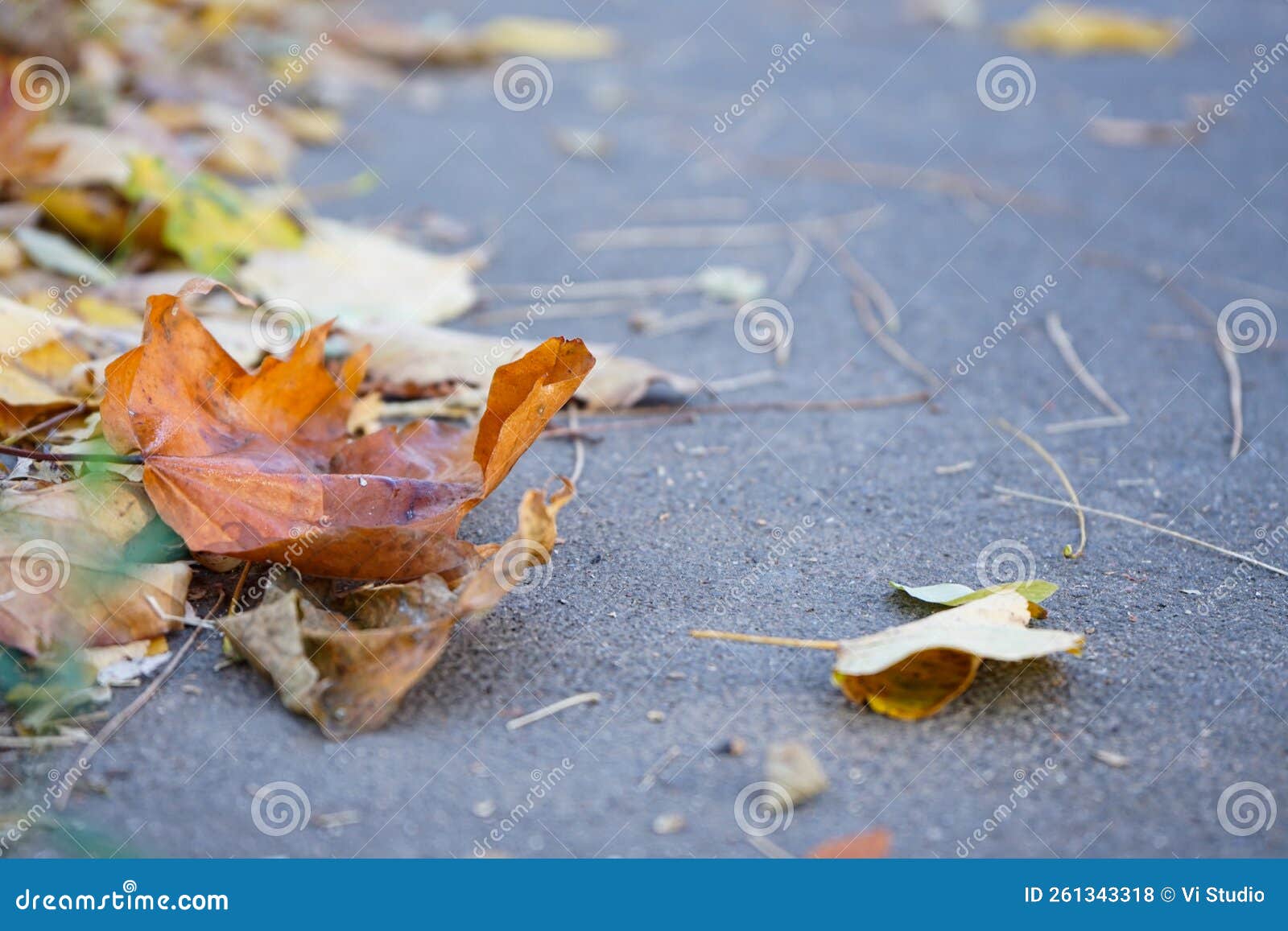 Golden Autumn Maple Leaves View. Close-up Stock Photo - Image of ...