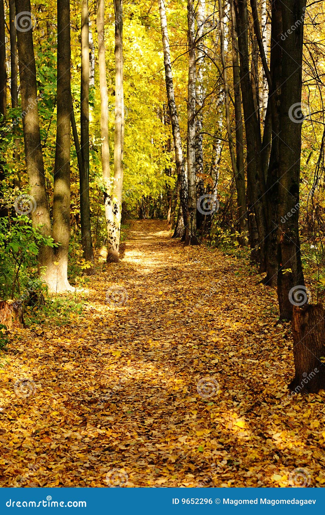 Golden autumn path stock photo. Image of path, leaves - 9652296
