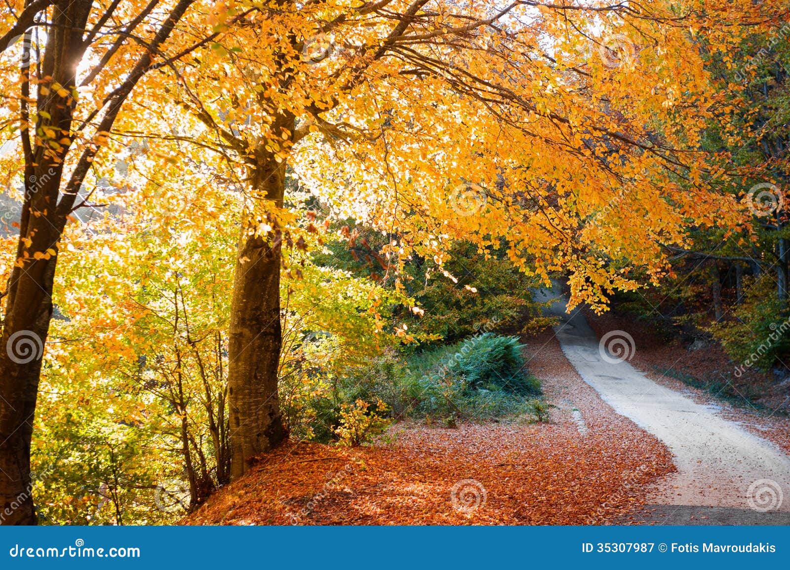 Golden autumn path stock image. Image of beauty, multicolored - 35307987