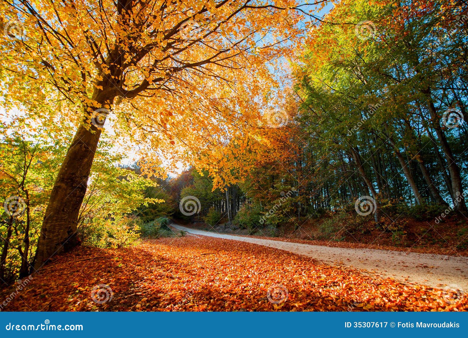 Golden autumn path stock image. Image of leaves, national - 35307617
