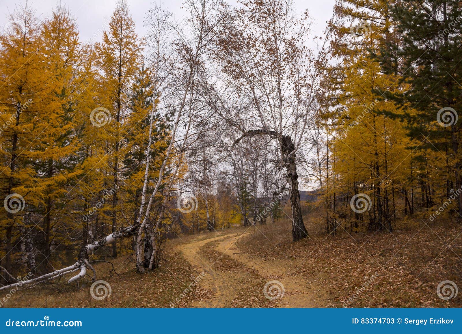 Golden Autumn, Path in Forest. Stock Image - Image of beauty, foliage ...