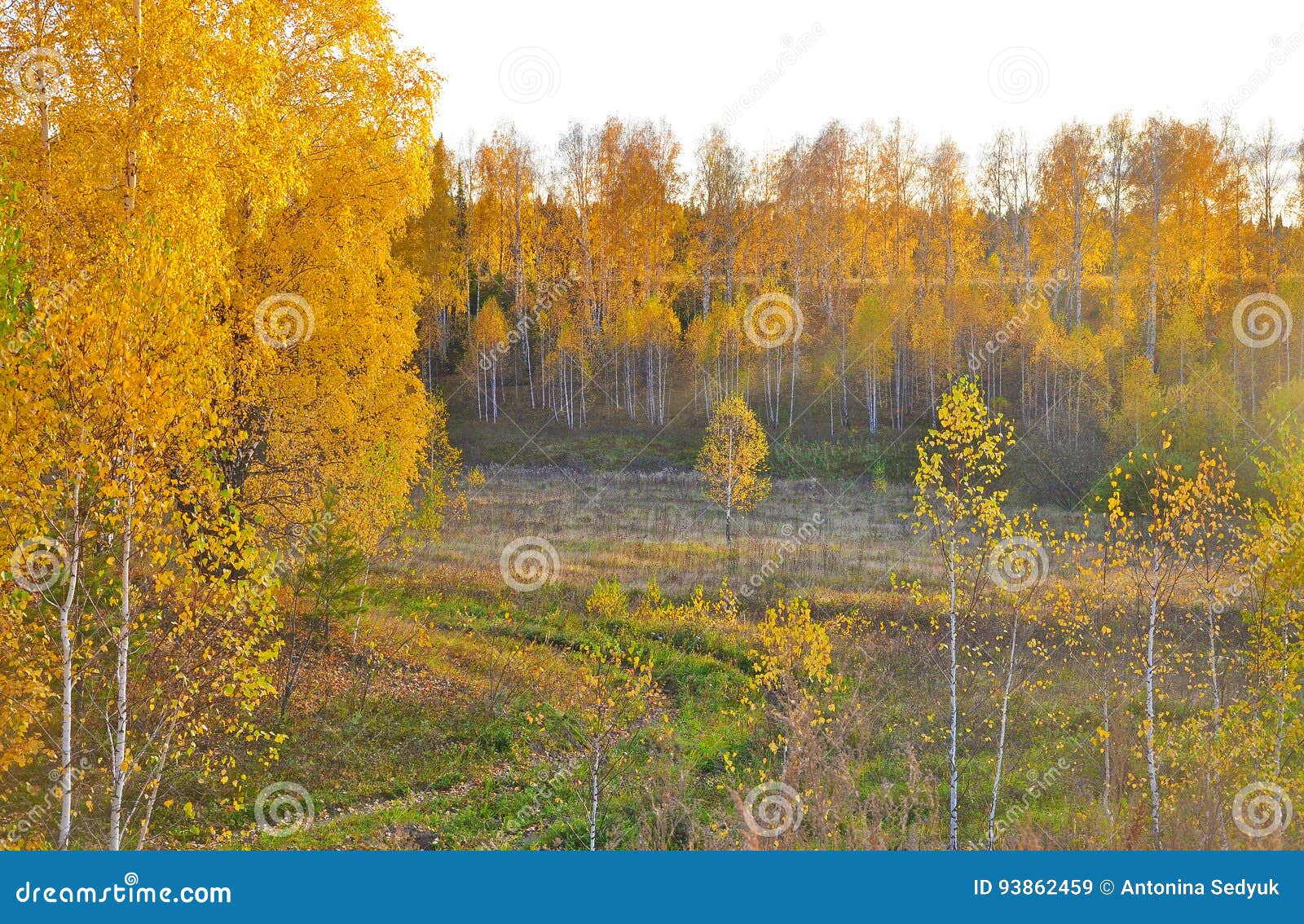 Golden autumn in Russia stock image. Image of birch, autumn - 93862459