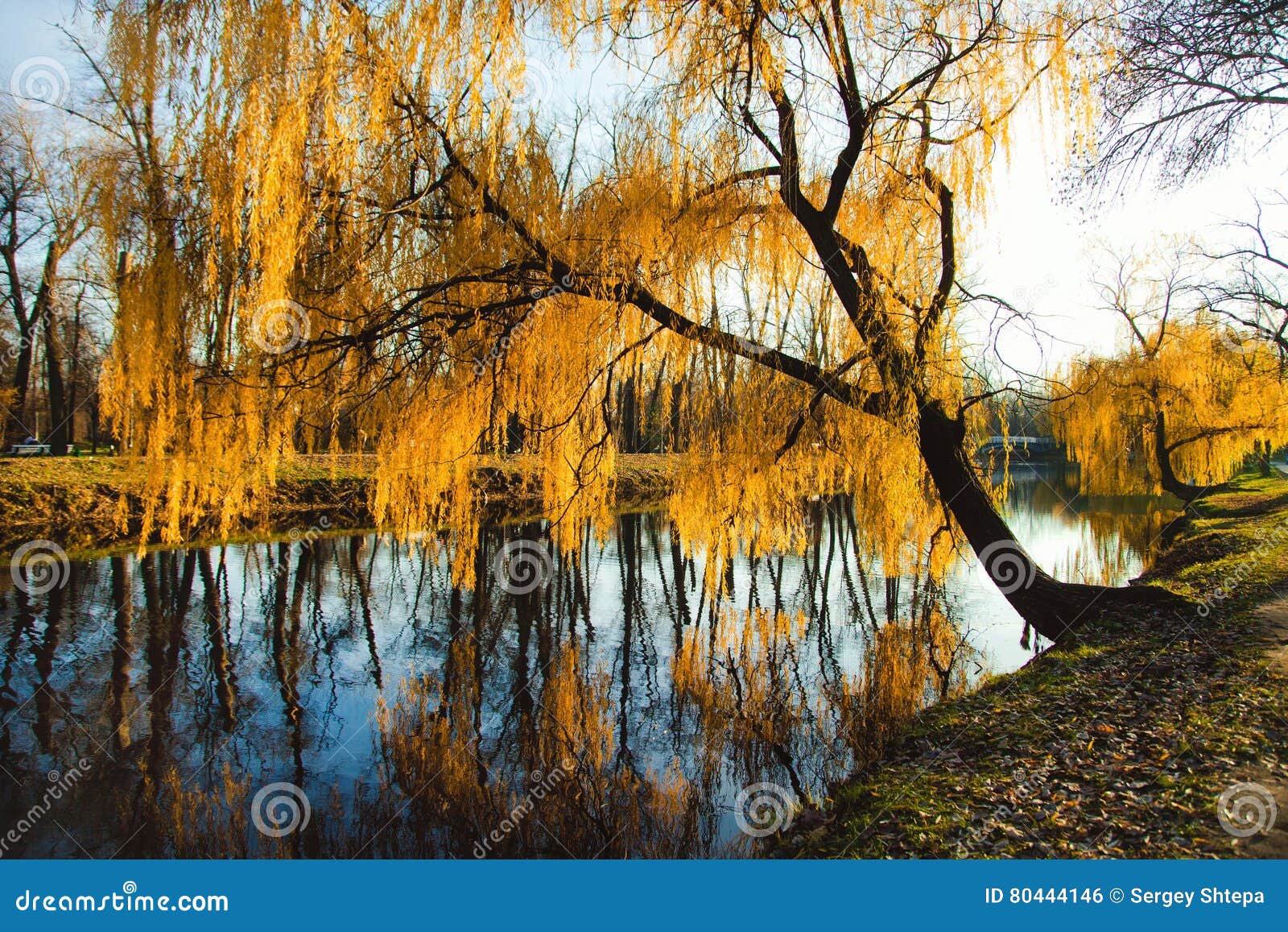 The golden autumn stock photo. Image of trees, scene - 80444146