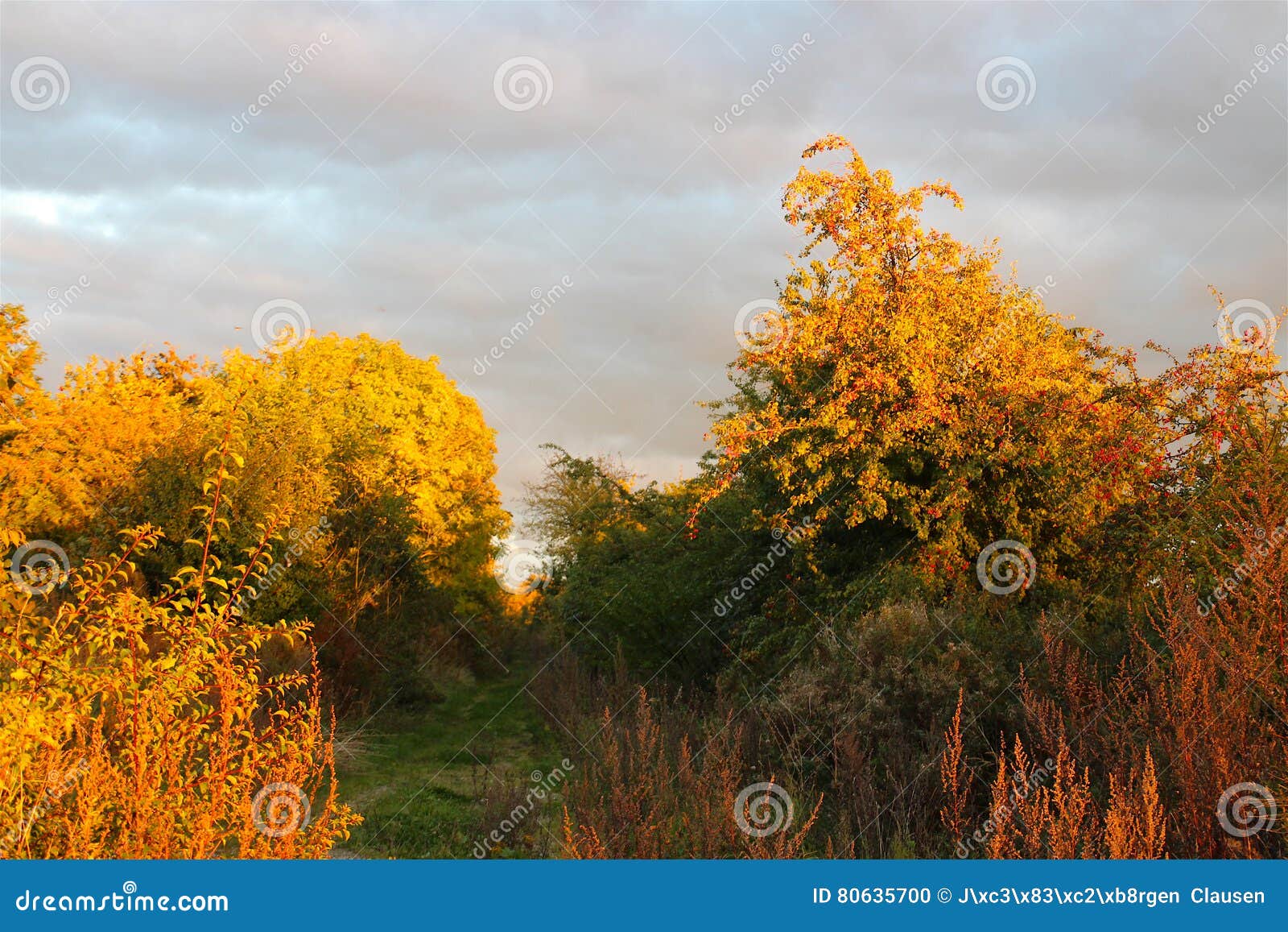 Golden Autumn Times in October Stock Photo - Image of sunlight, green ...