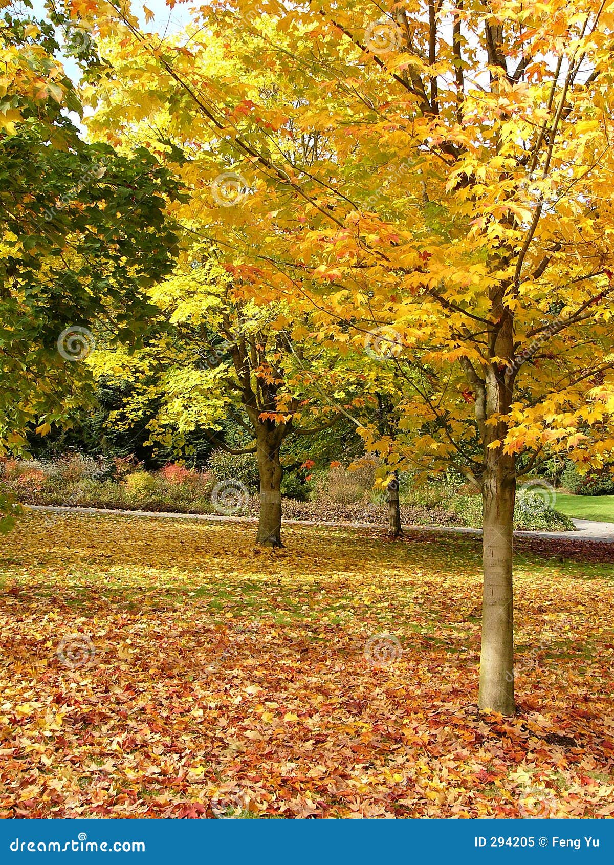 Golden autumn tree stock image. Image of leaf, ground, grass - 294205