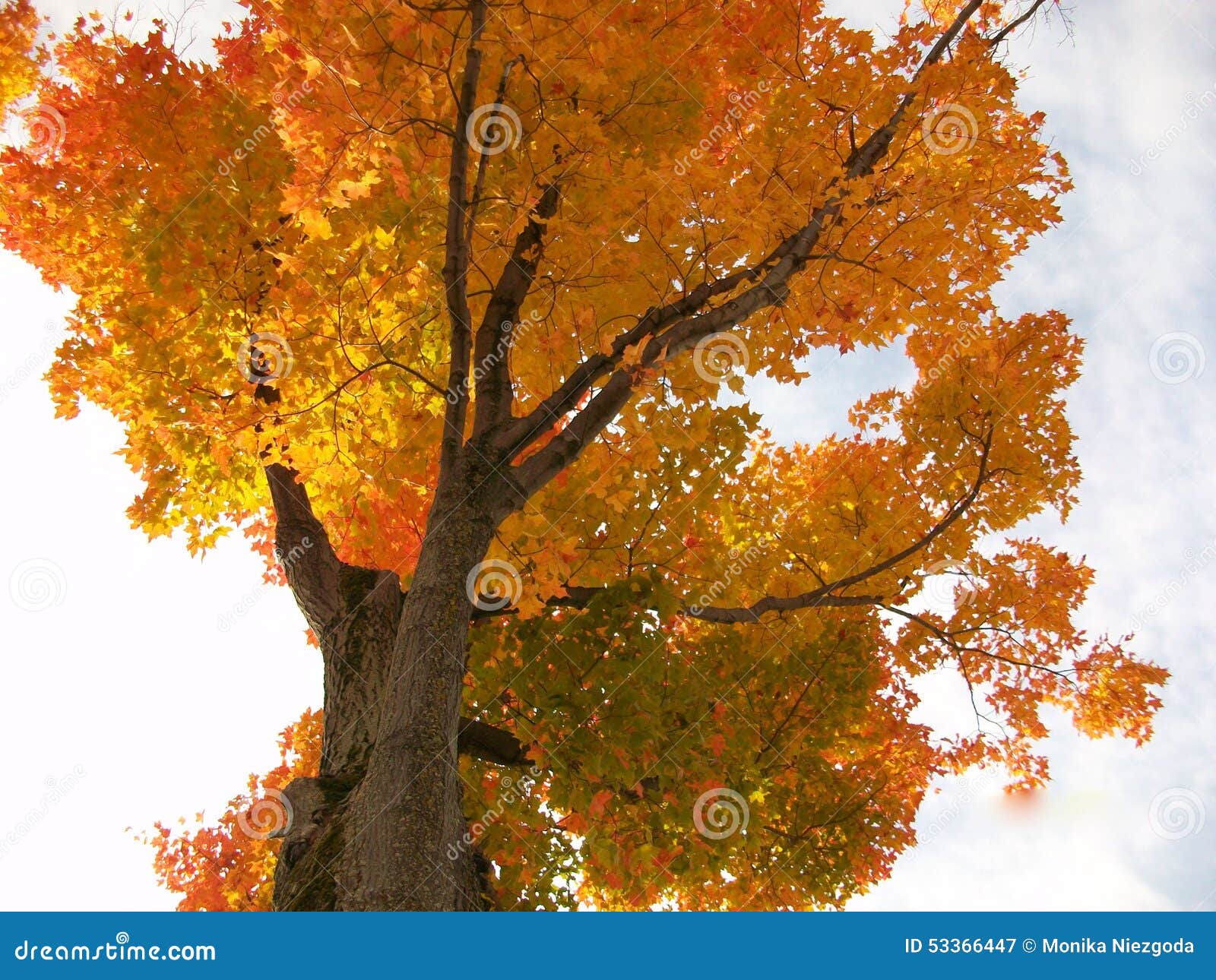 Golden autumn tree stock image. Image of golden, maple - 53366447