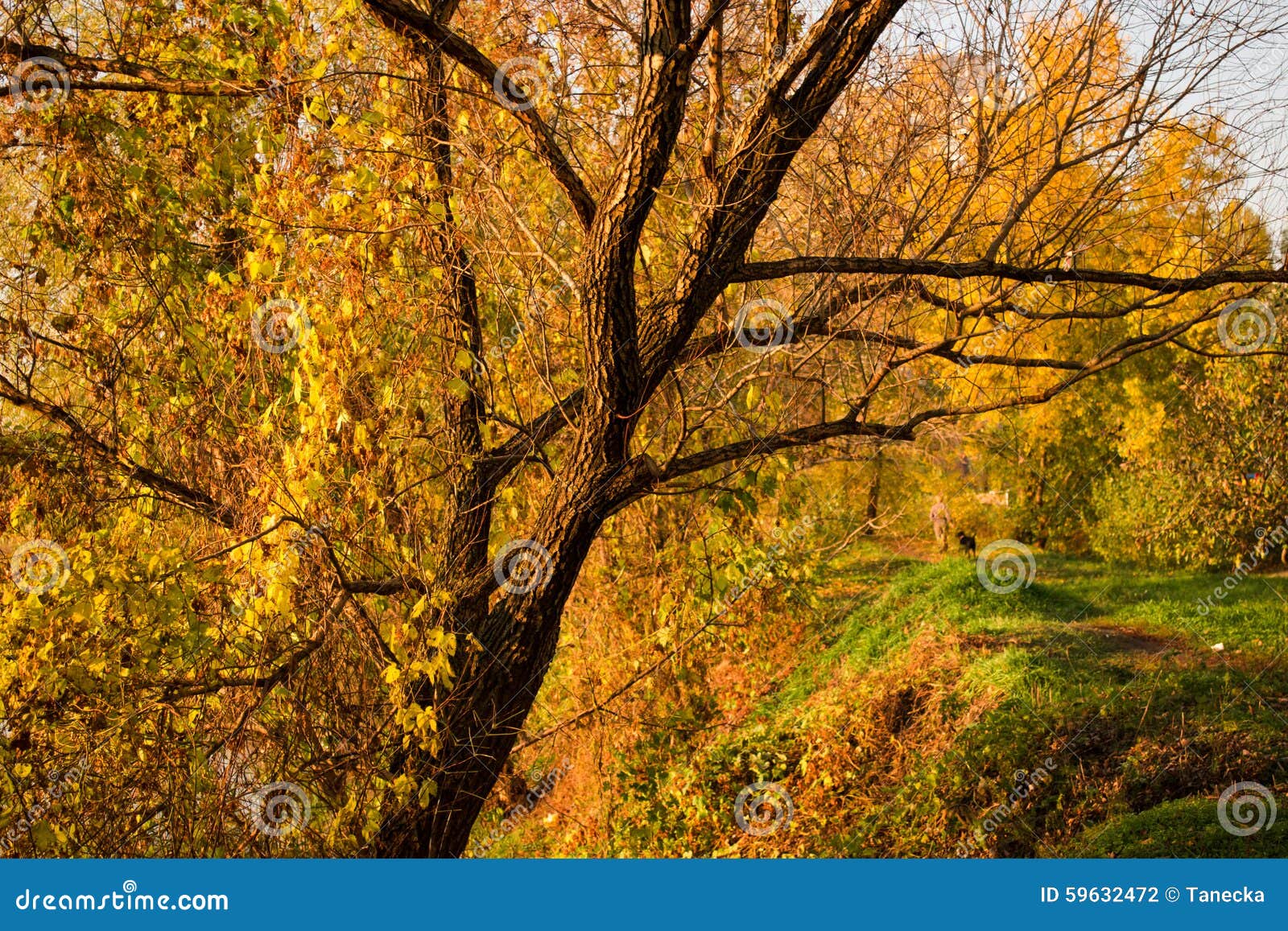 Golden autumn, tree stock photo. Image of kiev, leaf - 59632472