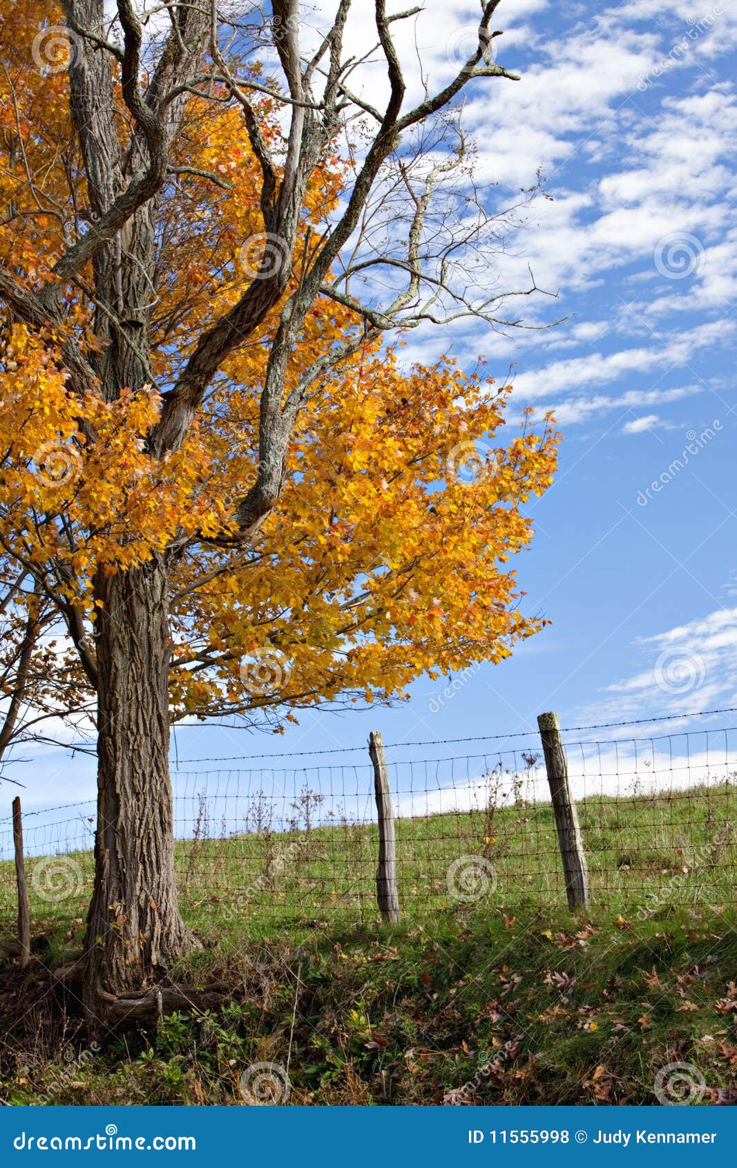 Golden Autumn tree and sky stock photo. Image of fall - 11555998