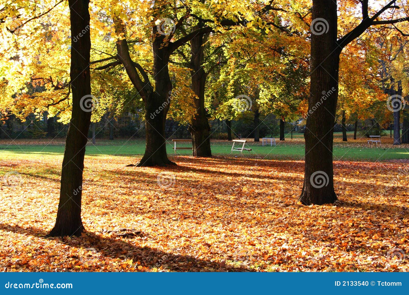 Golden autumn trees stock photo. Image of descriptive - 2133540