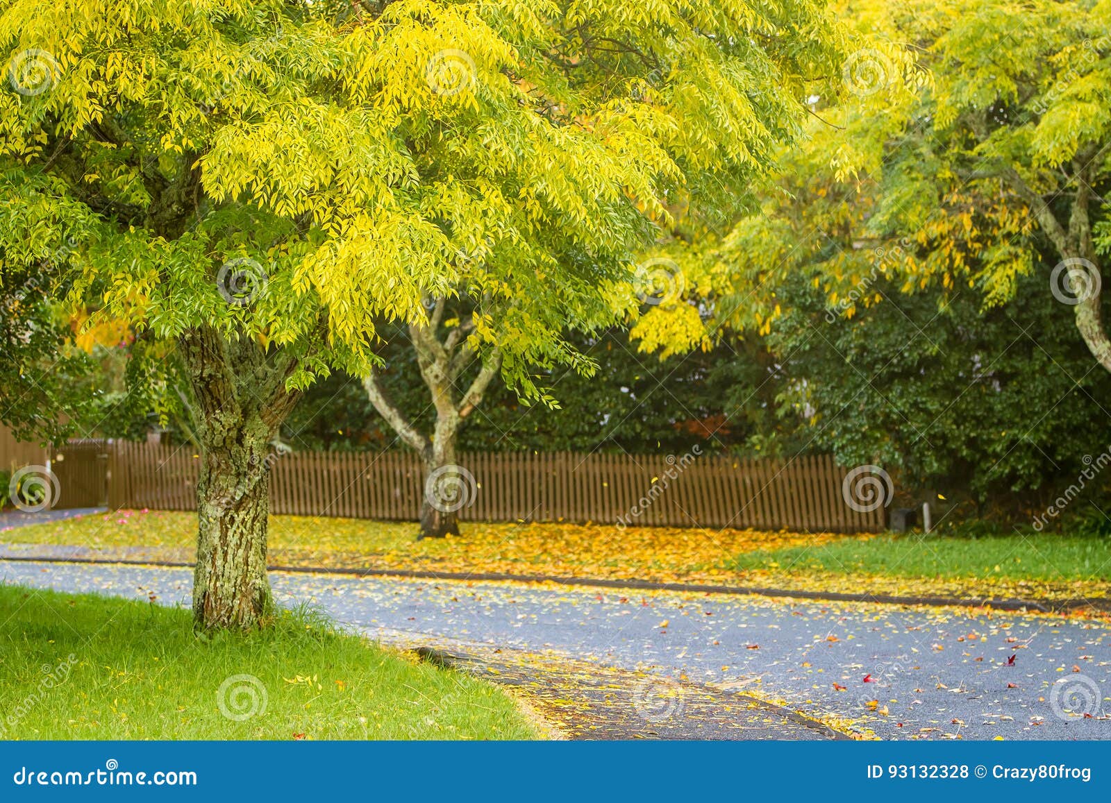 Golden Autumn Trees, Outdoor Landscape Image Stock Photo - Image of ...
