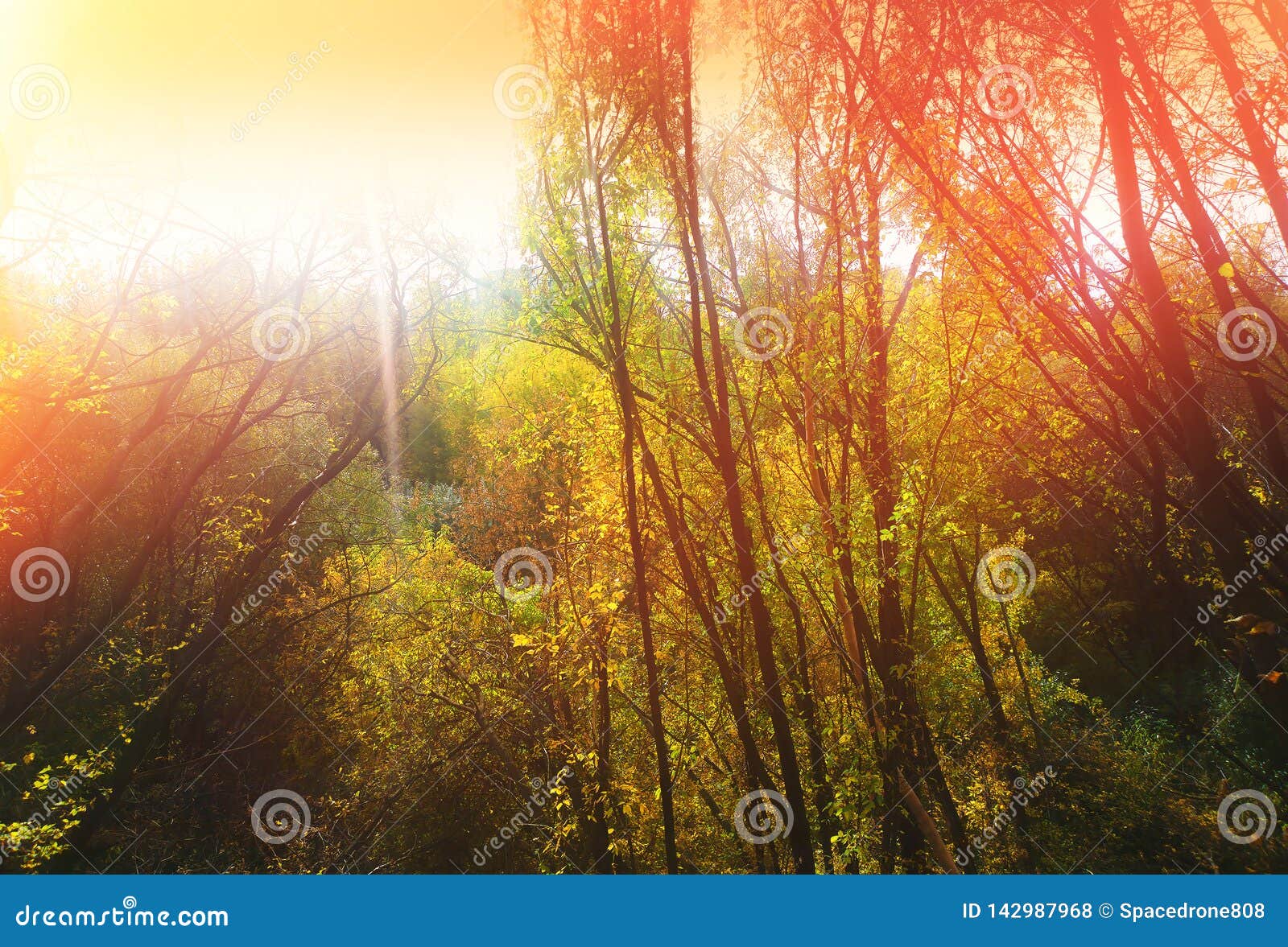 Golden Autumn Trees during Sunset Andscape Background Stock Photo ...
