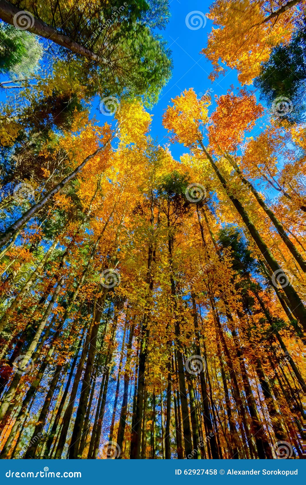 Golden Autumnal Trees in the Forest, Nature Stock Photo - Image of ...