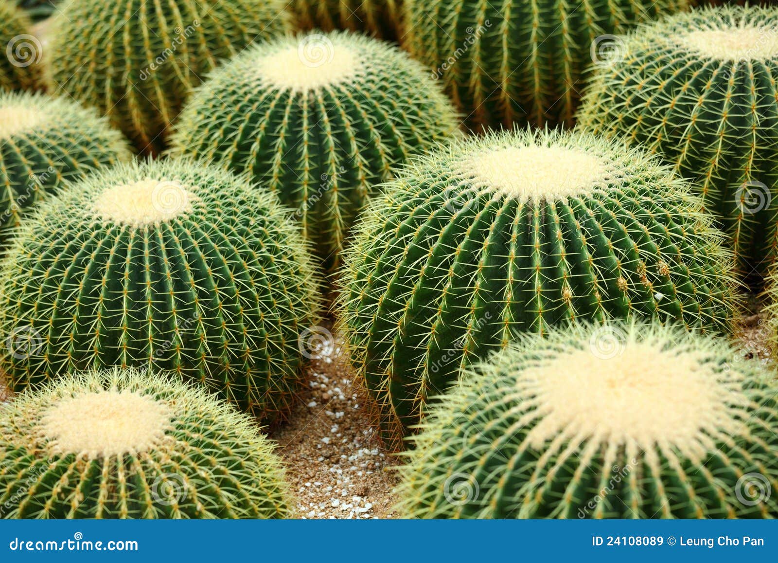 Golden ball cactus stock image. Image of grey, echinocactus - 24108089