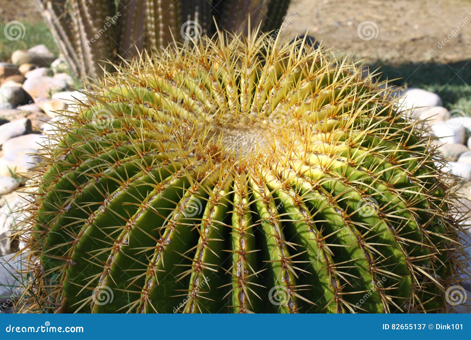 Golden ball cactus stock image. Image of golden, africa - 82655137