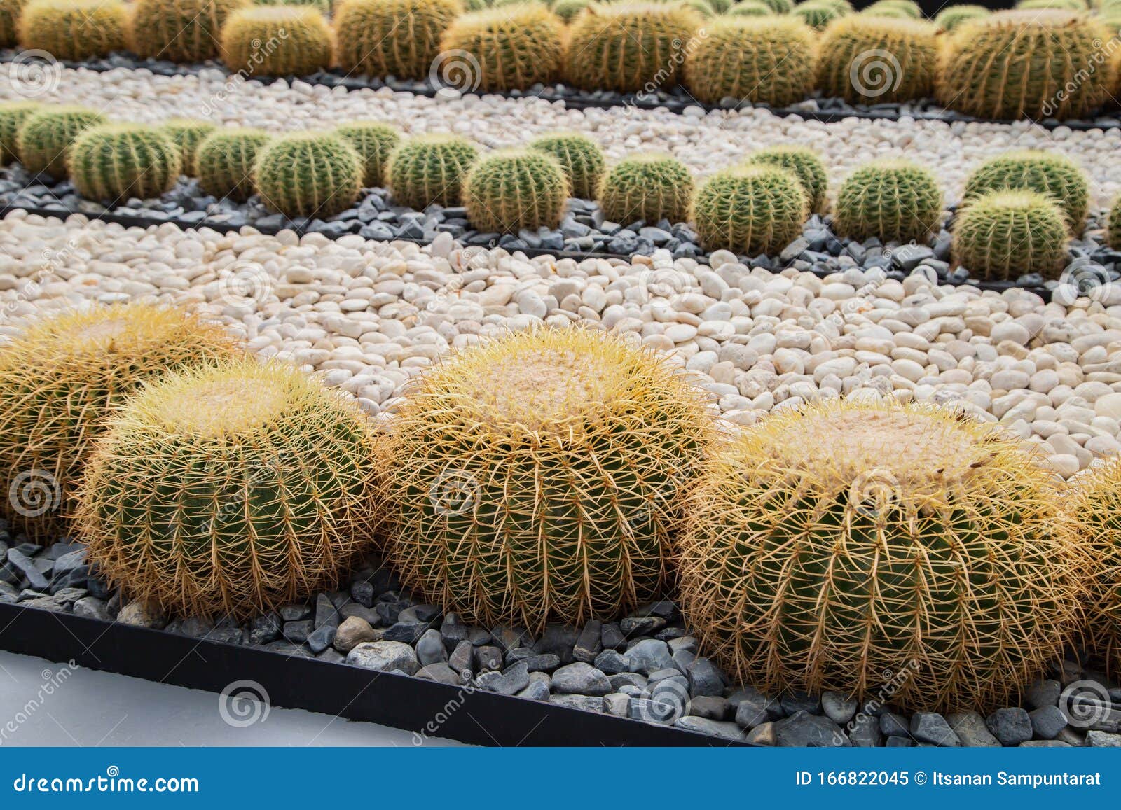 Golden Ball Cactus stock image. Image of flower, botanical - 166822045