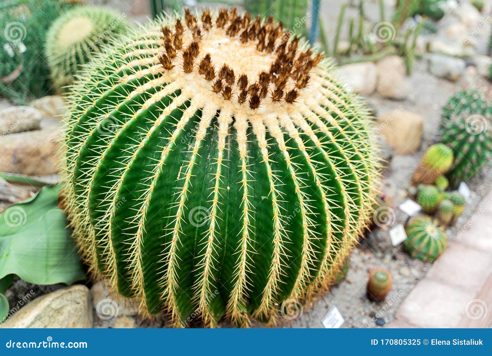 Golden Ball Cactus or Echinocactus Grusonii Stock Image - Image of ...