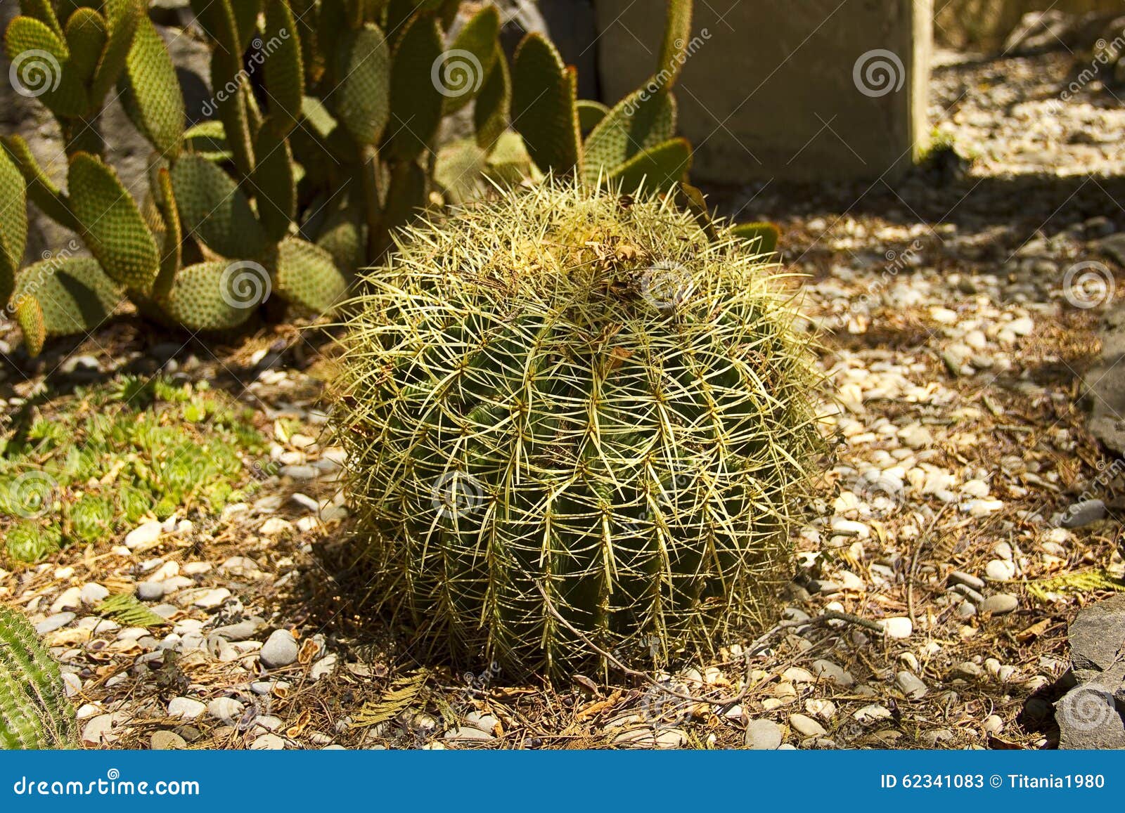 The Golden ball cactus stock image. Image of beautiful - 62341083