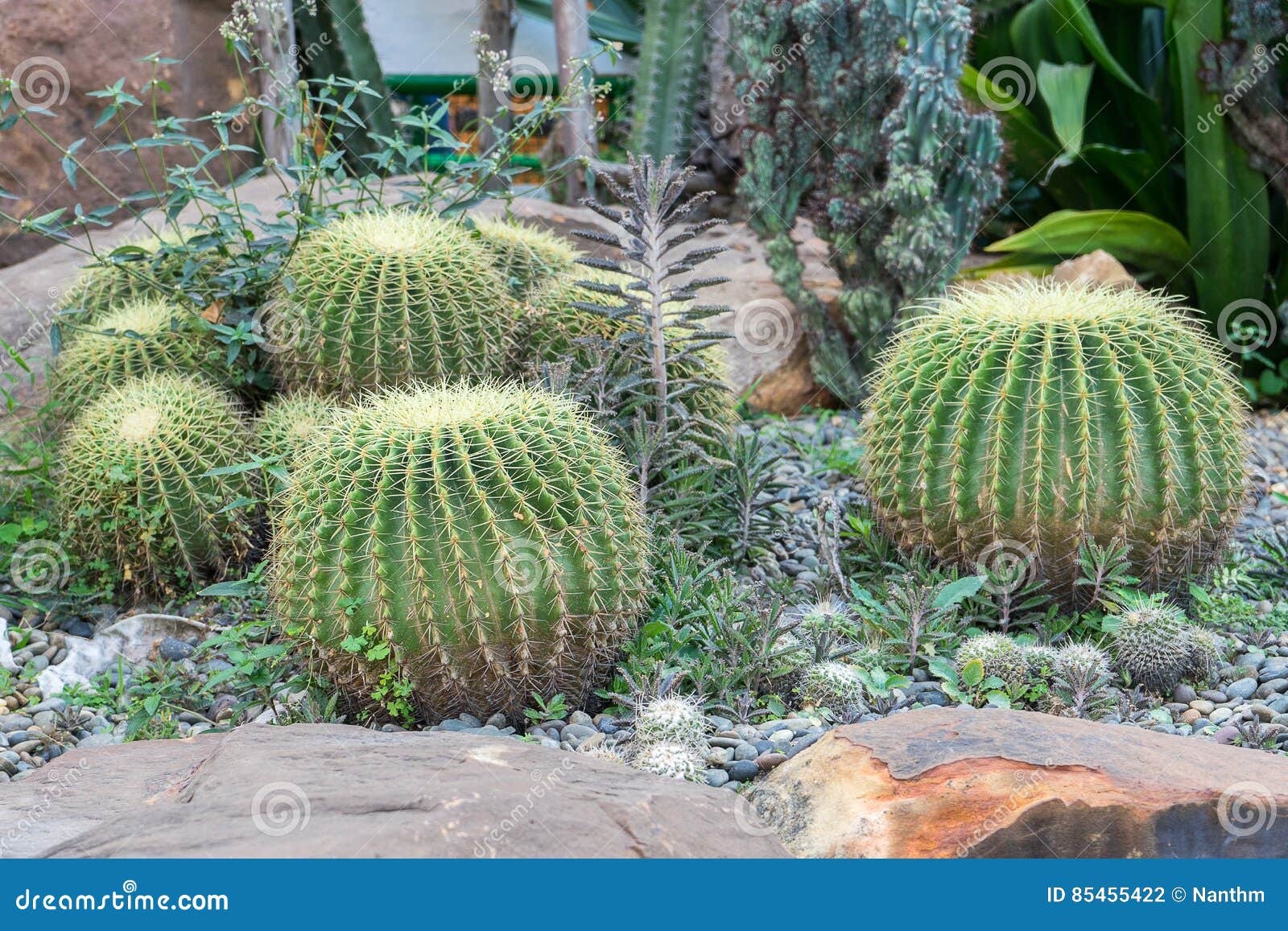 Golden Ball Cactus- Echinocactus Grusonii Stock Photo - Image of desert ...