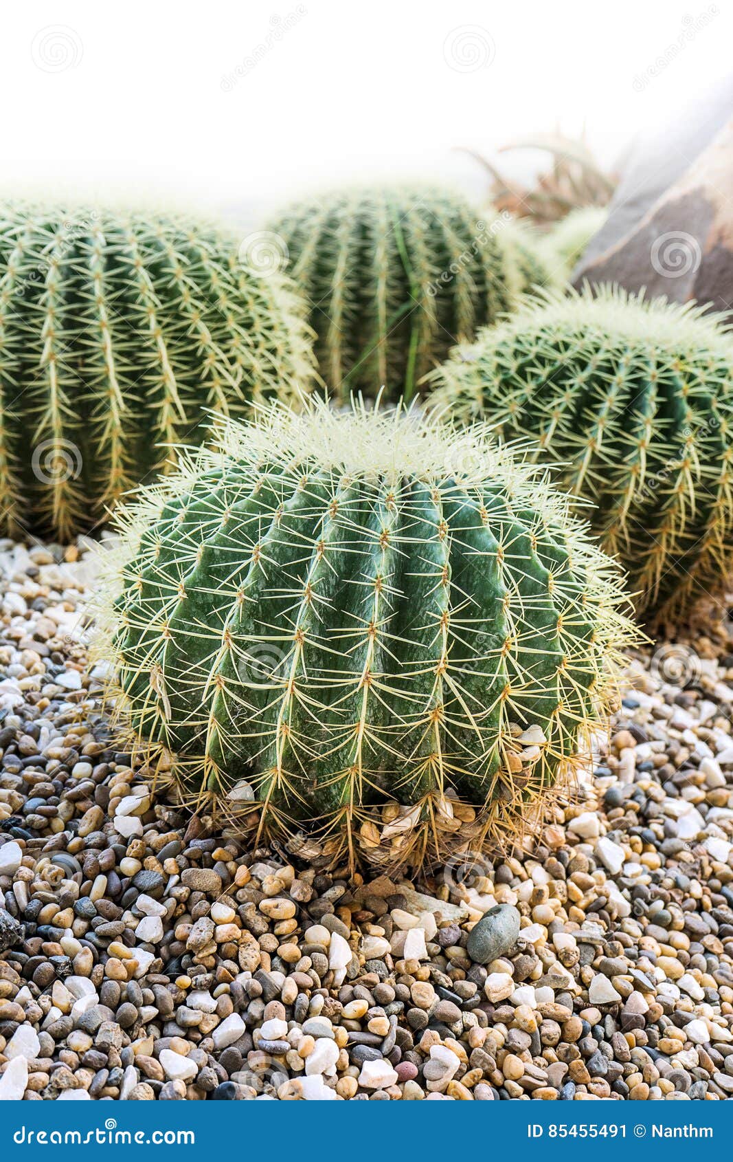 Golden Ball Cactus- Echinocactus Grusonii Stock Image - Image of ...