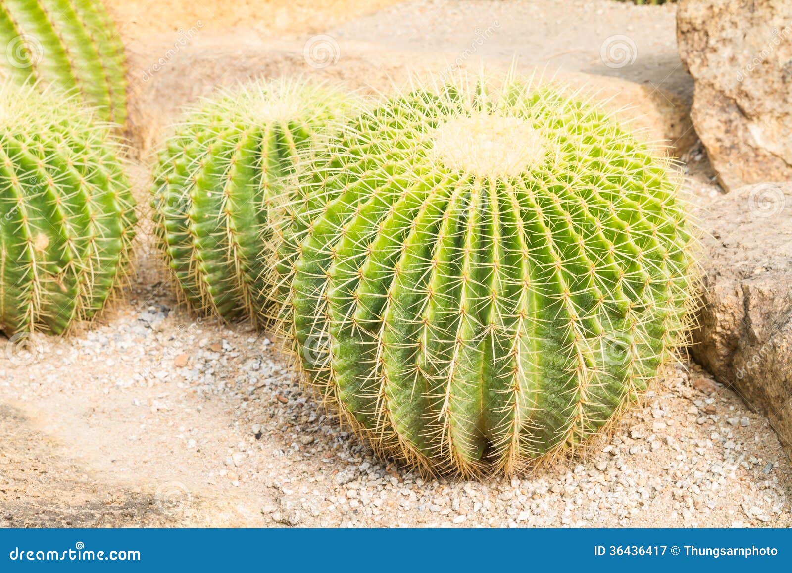 Golden ball cactus stock image. Image of botanical, garden - 36436417