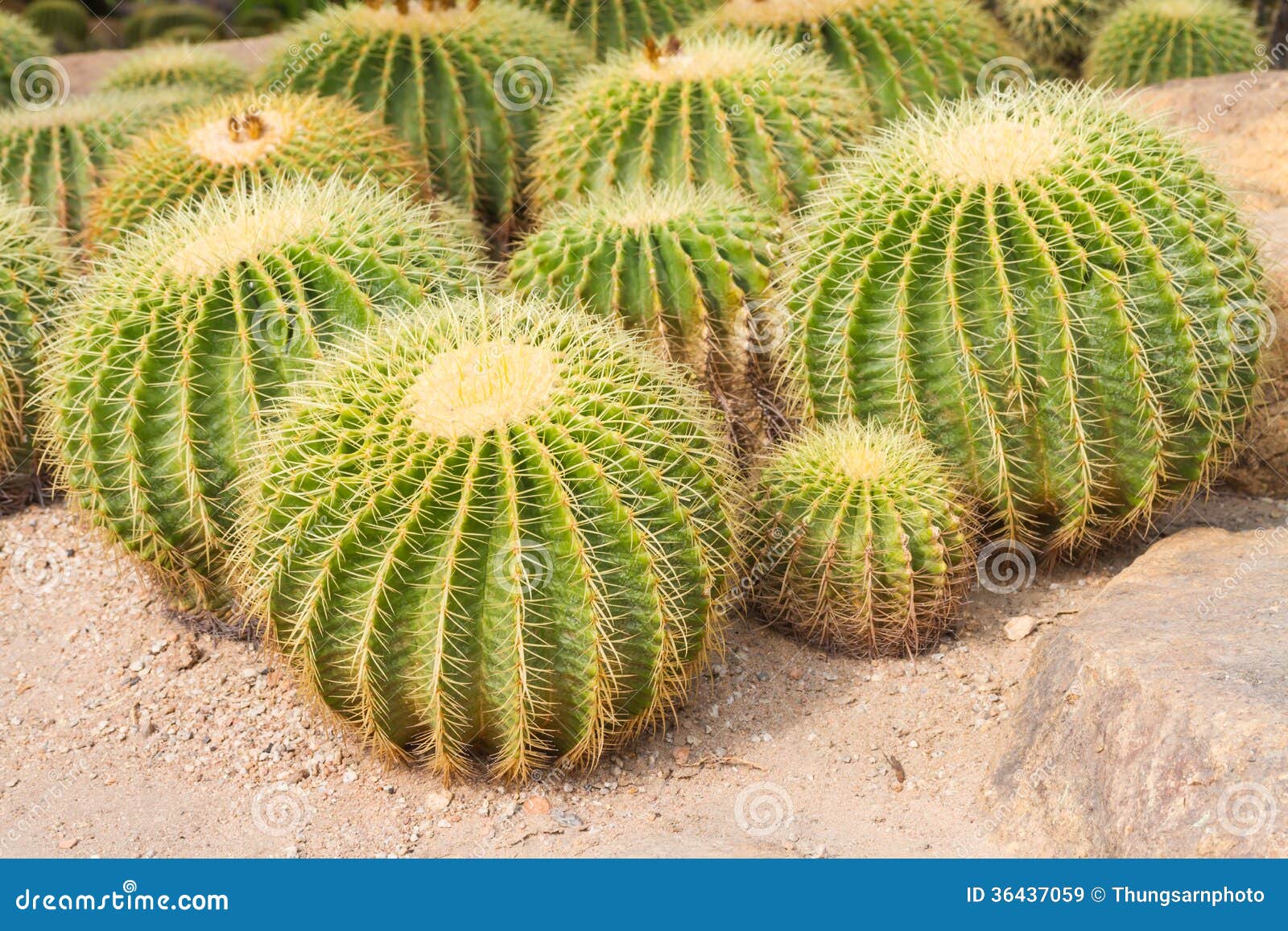 Golden ball cactus stock image. Image of beautiful, golden - 36437059