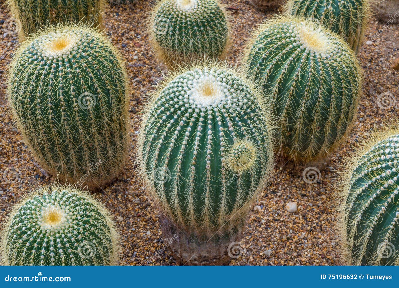 Golden ball cactus stock photo. Image of beautiful, outside - 75196632