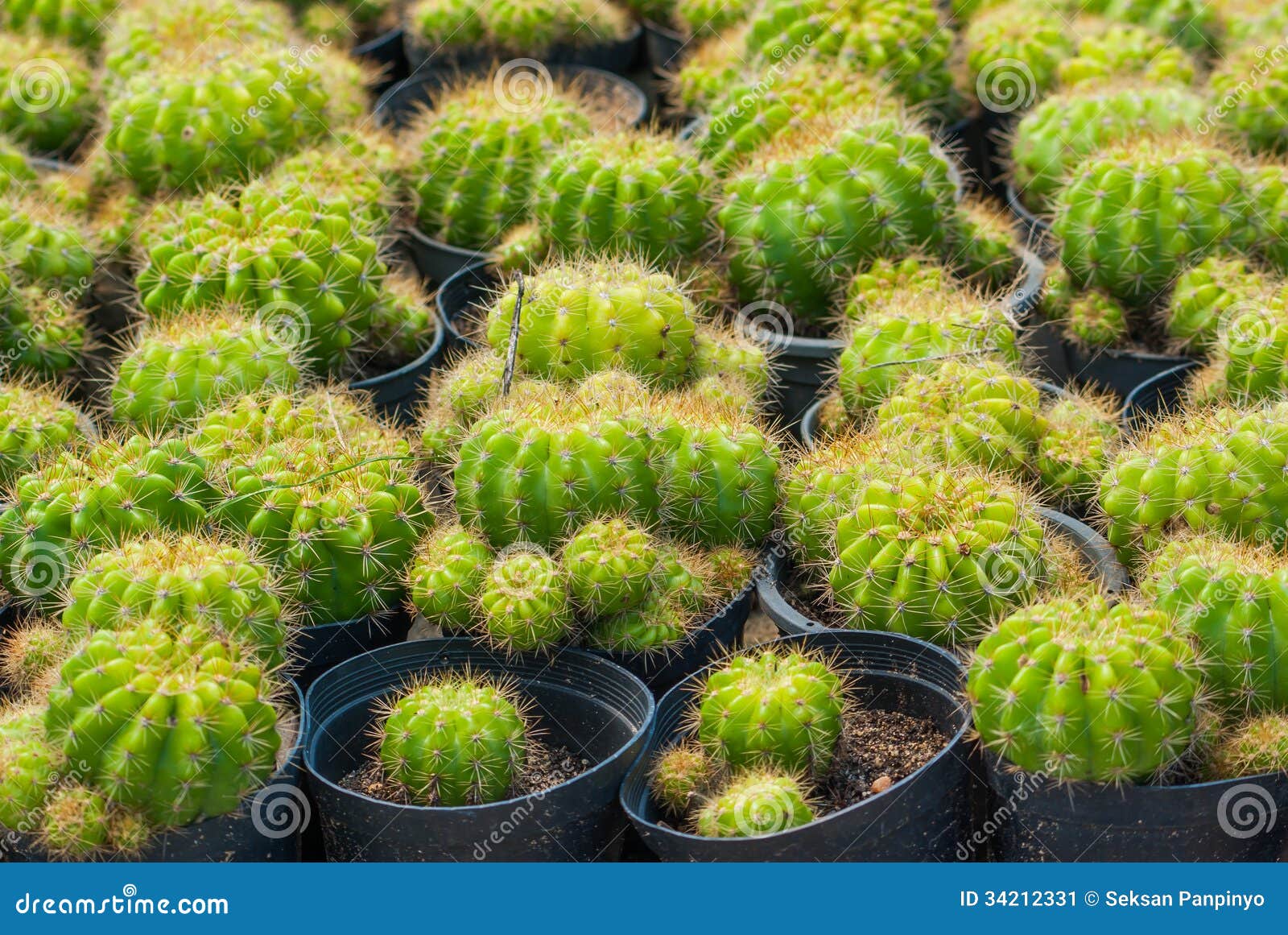 Golden ball cactus stock image. Image of danger, botany - 34212331