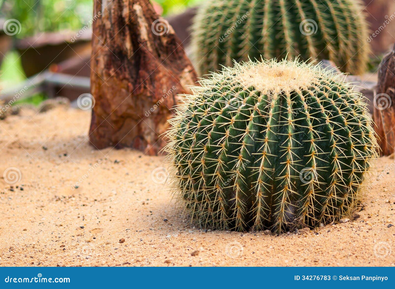 Golden ball cactus stock image. Image of gold, decoration - 34276783
