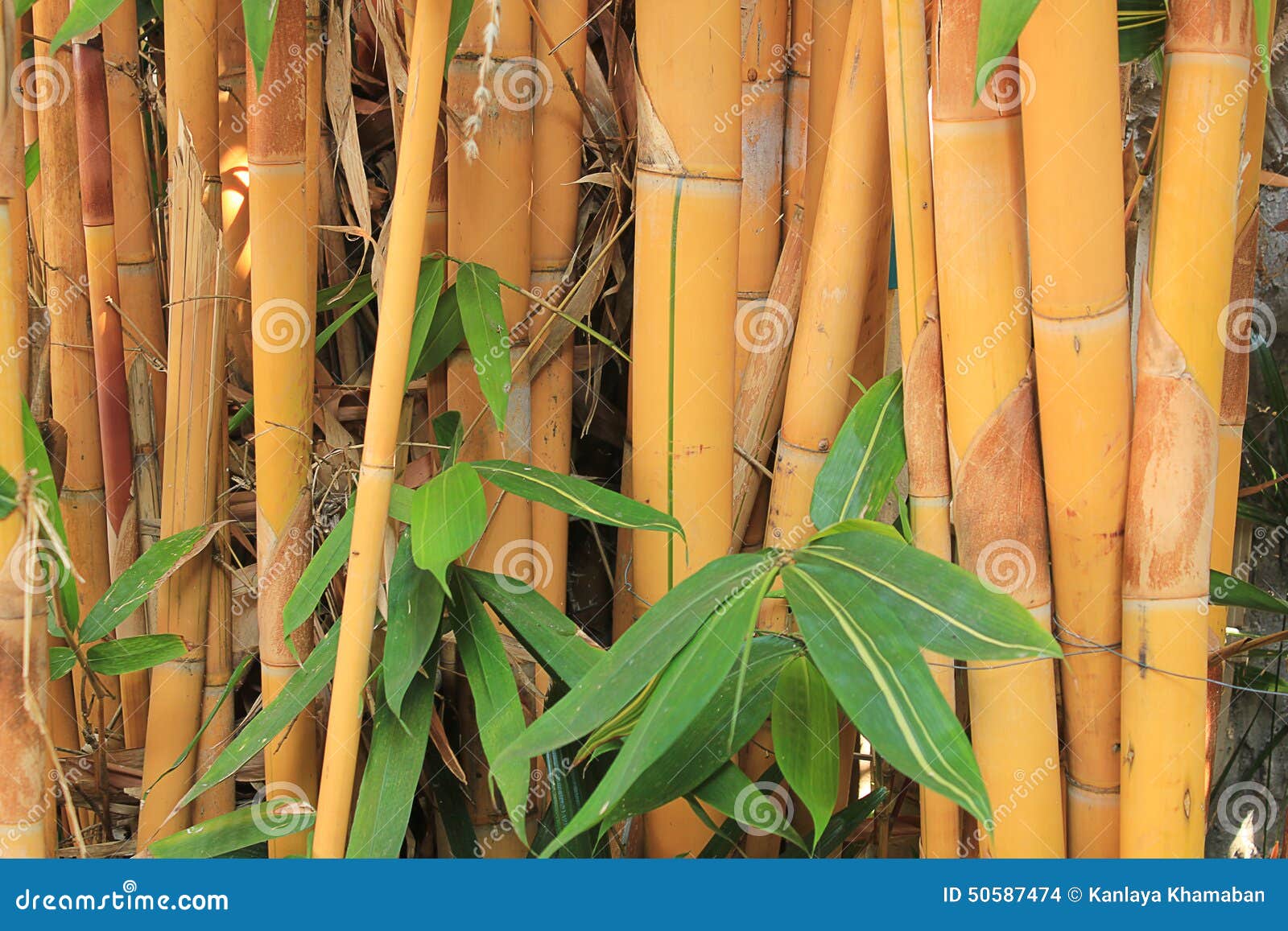 Golden bamboo stock photo. Image of yellow, forest, plants - 50587474