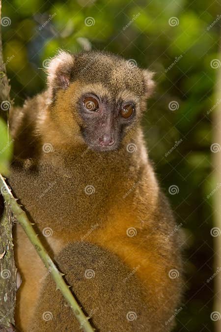 Golden Bamboo Lemur stock image. Image of aureus, hapalemur - 7994387