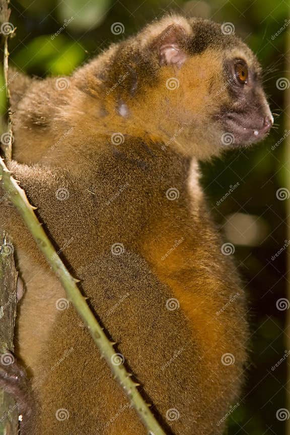 Golden Bamboo Lemur stock photo. Image of forest, vulnerable - 7994420