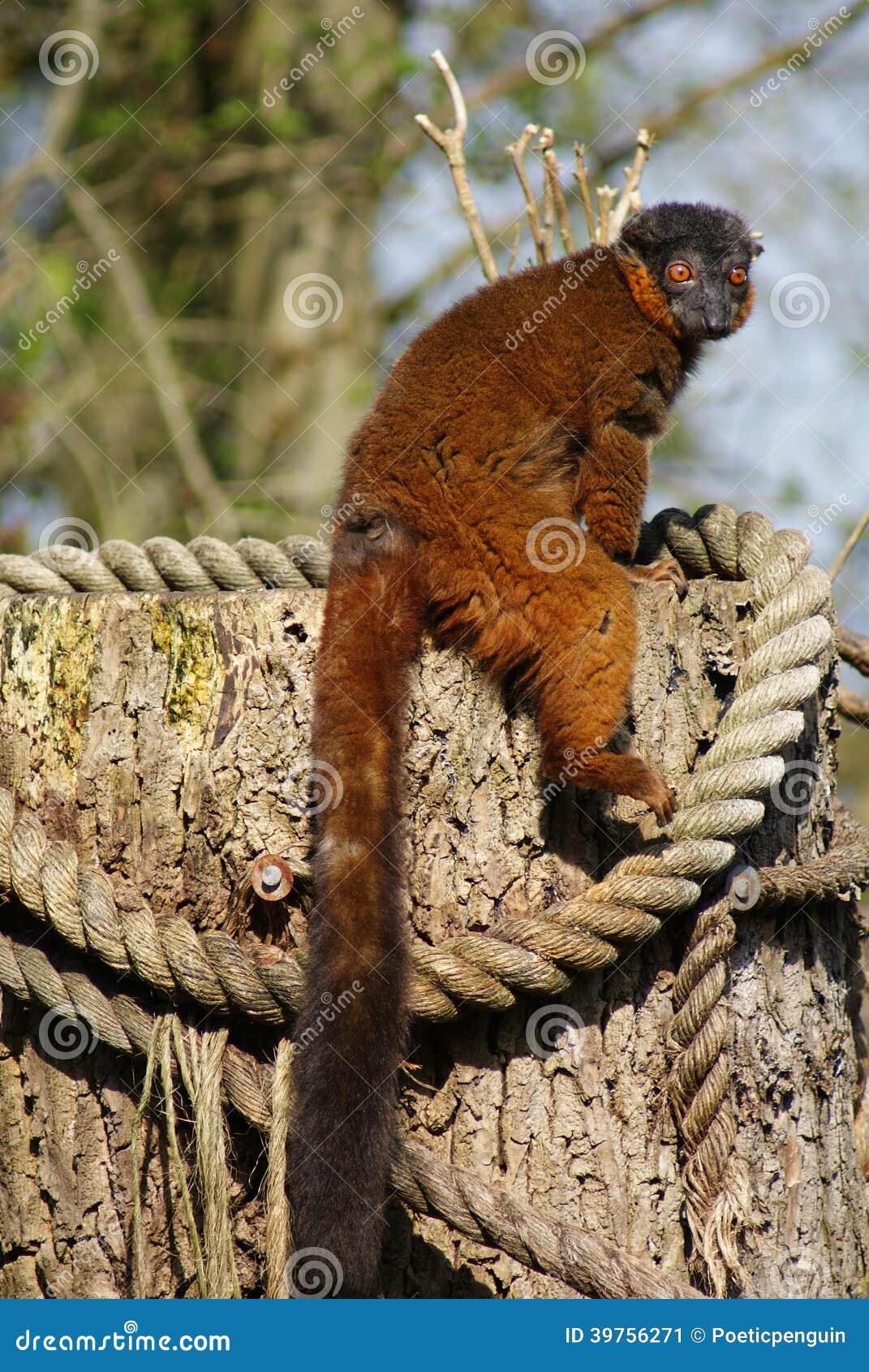 Golden Bamboo Lemur - Hapalemur Aureus Stock Image - Image of gold ...